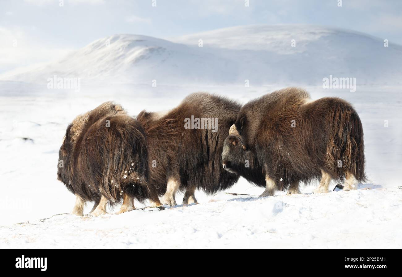 Group musk oxen in hi-res stock photography and images - Alamy
