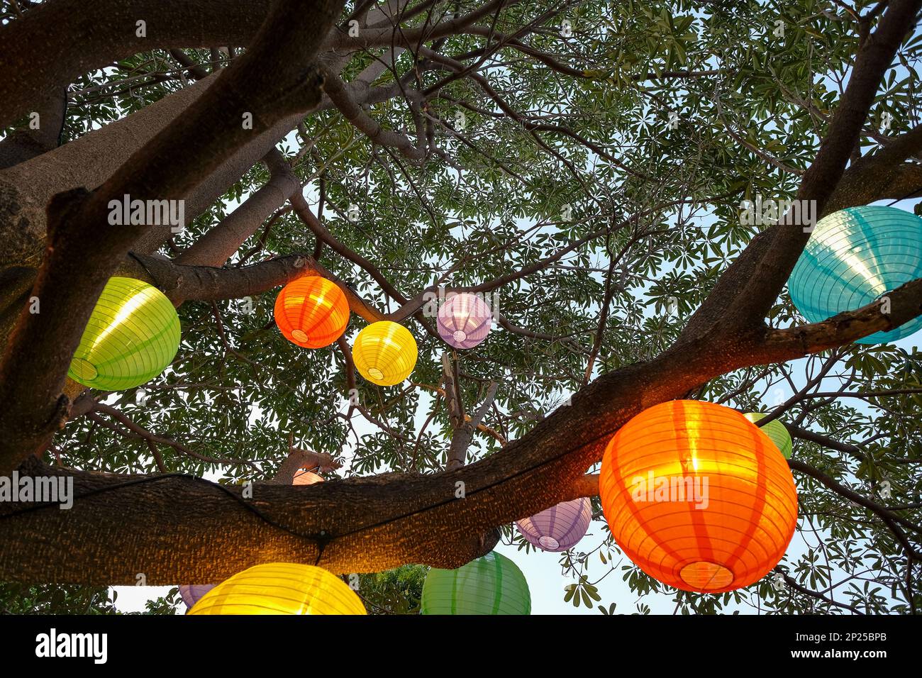 Lit colorful lanterns hanging from a tree in Taichung, Taiwan Stock ...