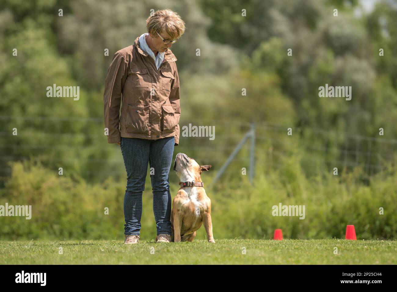 Fun and enjoy sport training with a Continental bulldogg. Owner and dog ...