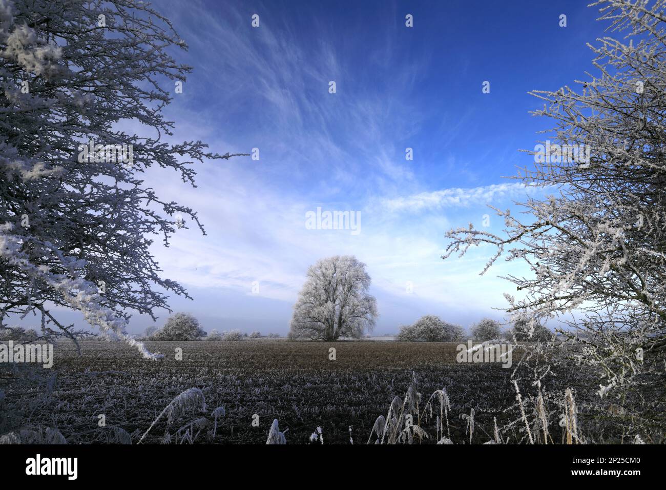 Winter frost over trees and fields near Wisbech town, Cambridgeshire ...