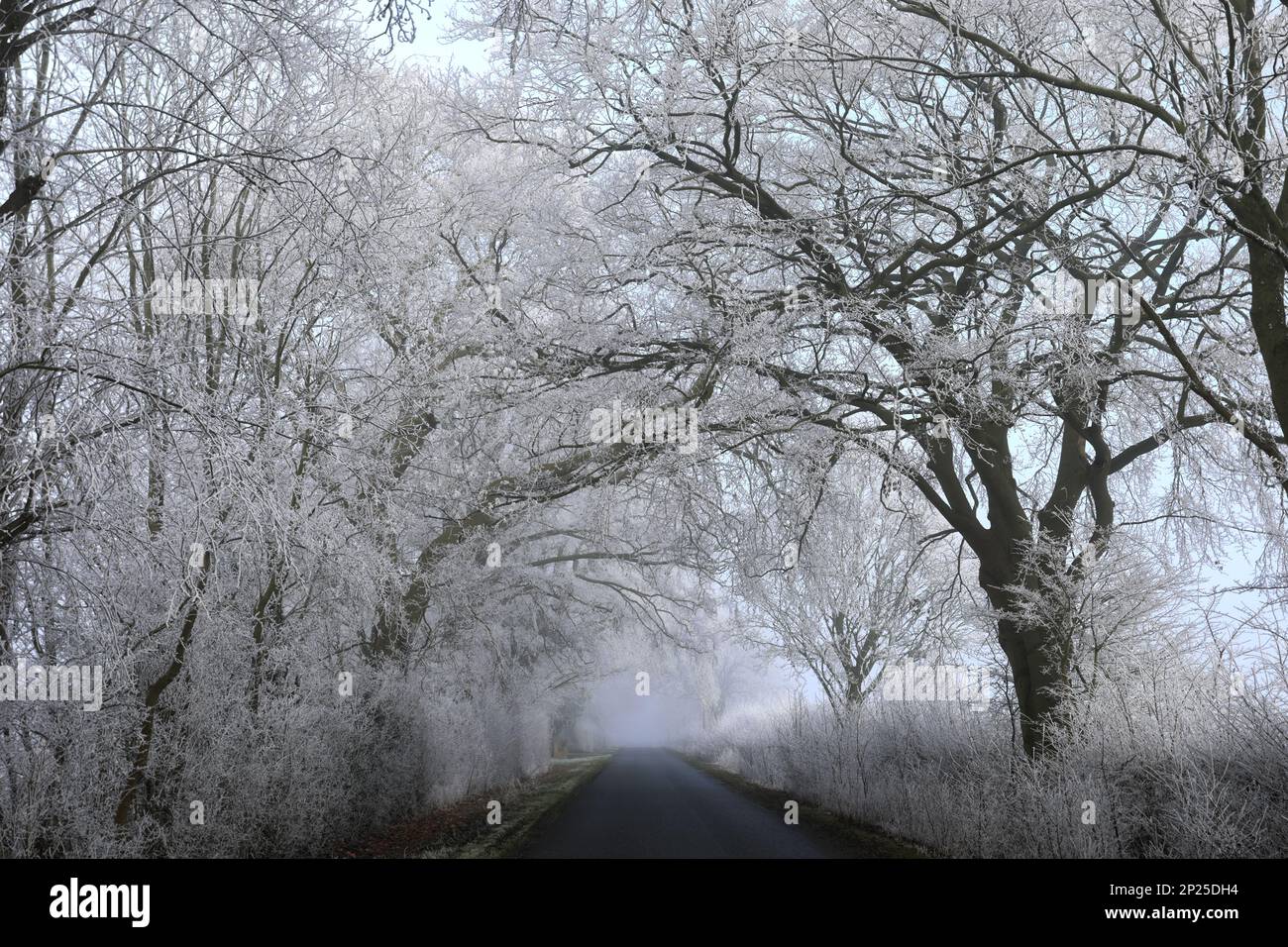 Winter frost over trees and fields near Wisbech town, Cambridgeshire ...