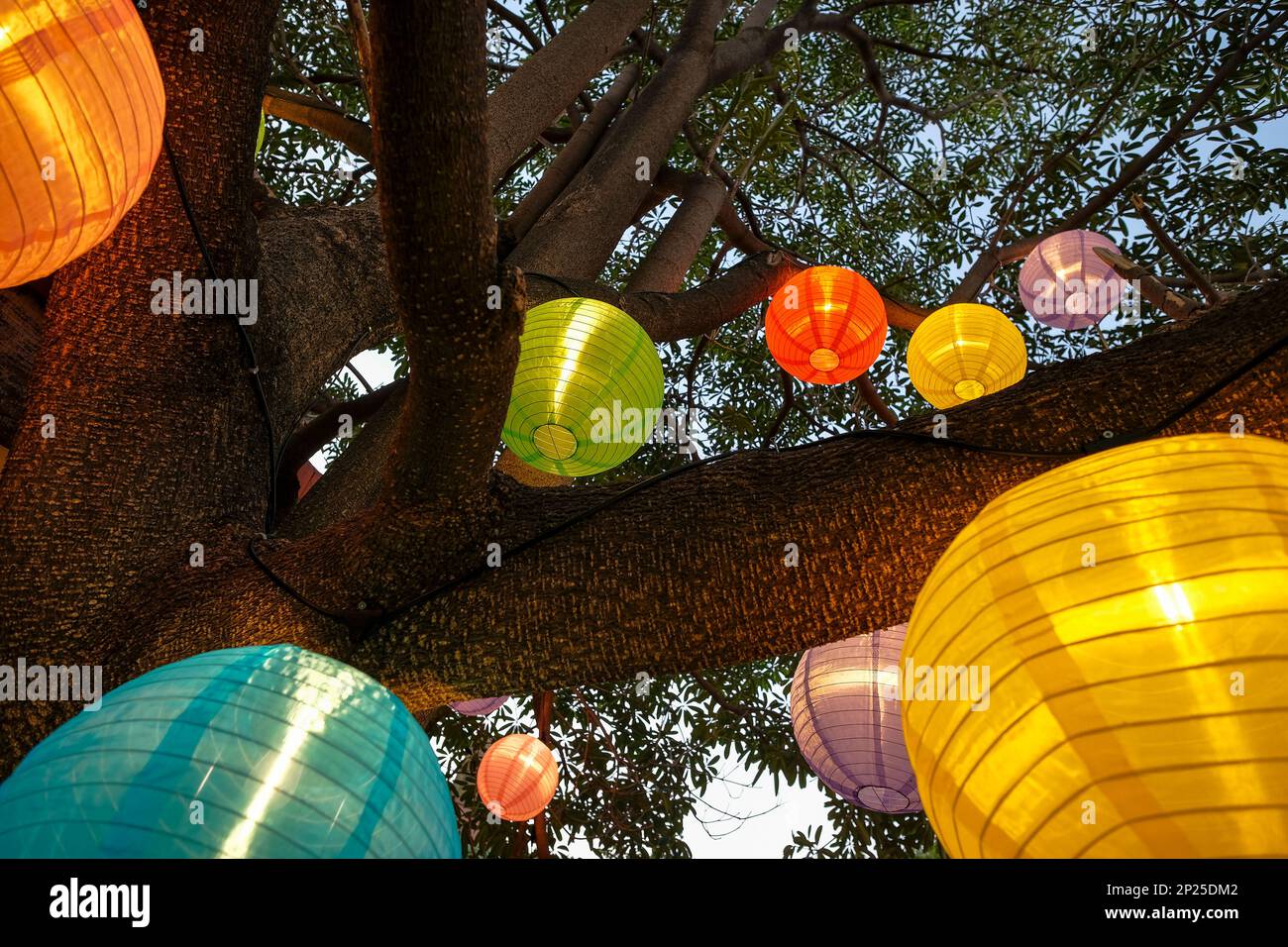 Lit colorful lanterns hanging from a tree in Taichung, Taiwan Stock ...