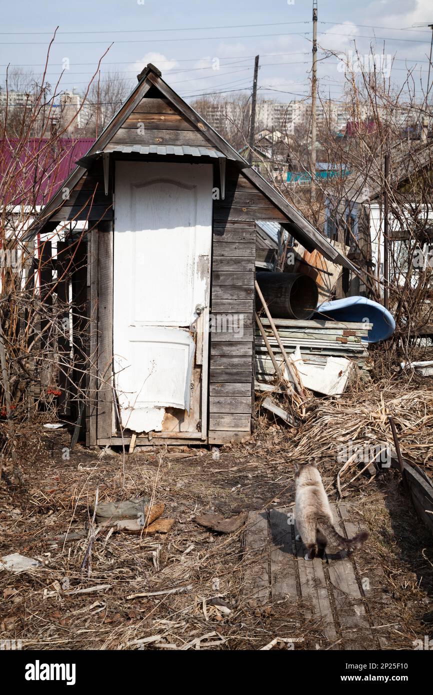 Rustic wooden country toilet and a cat in Russia. Village landscape ...