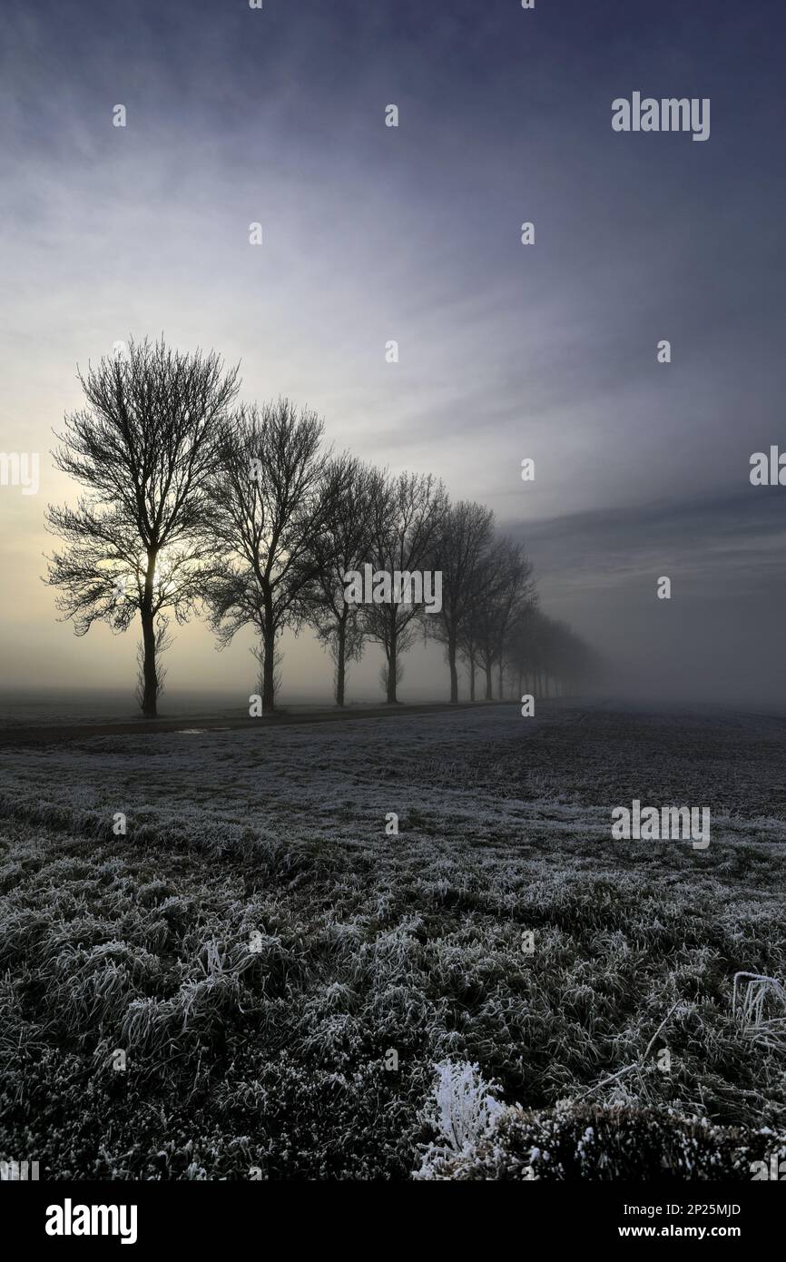 Winter frost over trees and fields near Wisbech town, Cambridgeshire ...