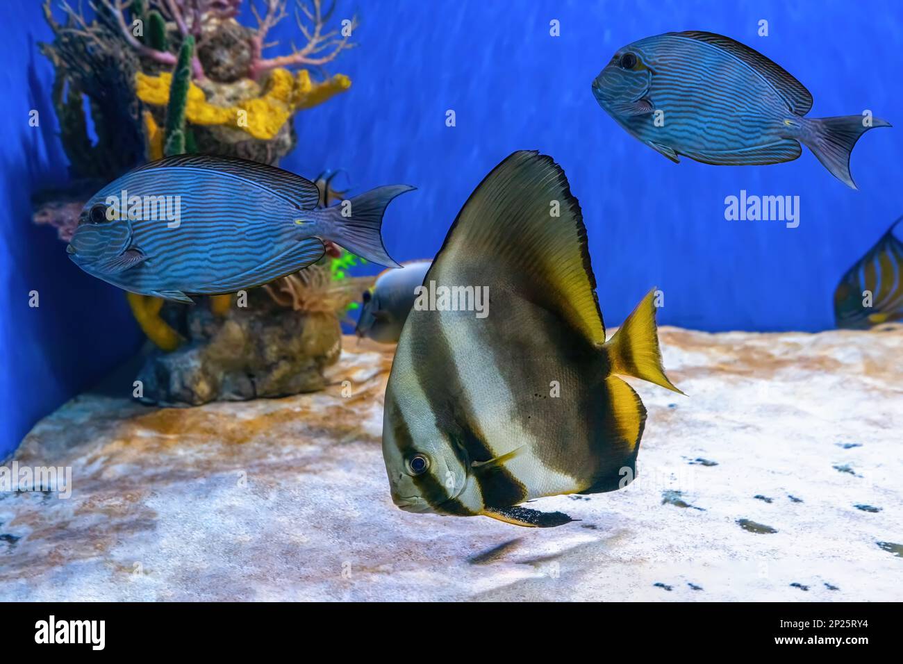 Beautiful bright fish Platax teira, Longfin Batfish in blue water of ...
