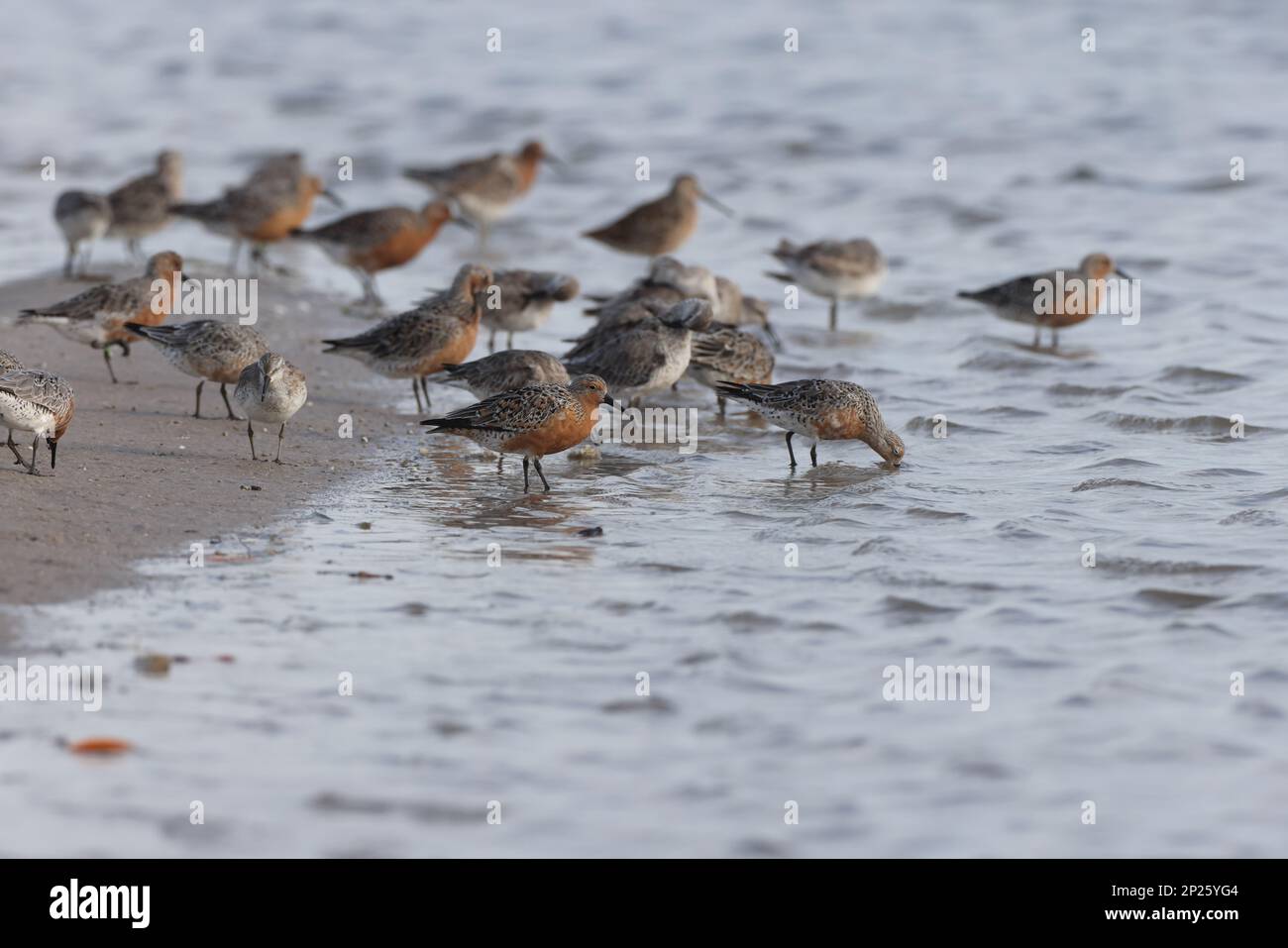Red knot bird usa hi-res stock photography and images - Alamy