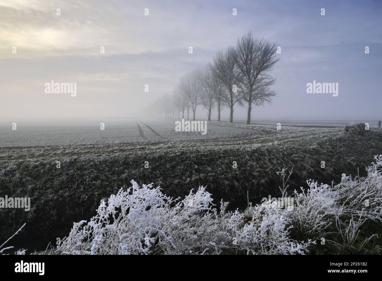 Winter frost over trees and fields near Wisbech town, Cambridgeshire ...