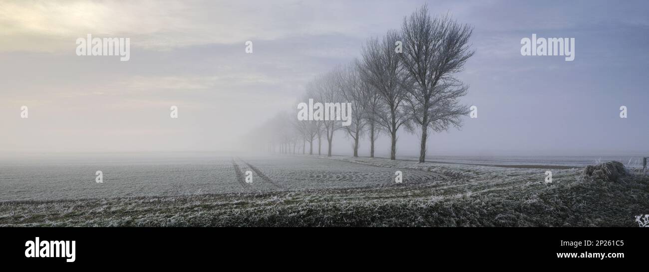 Winter frost over trees and fields near Wisbech town, Cambridgeshire ...