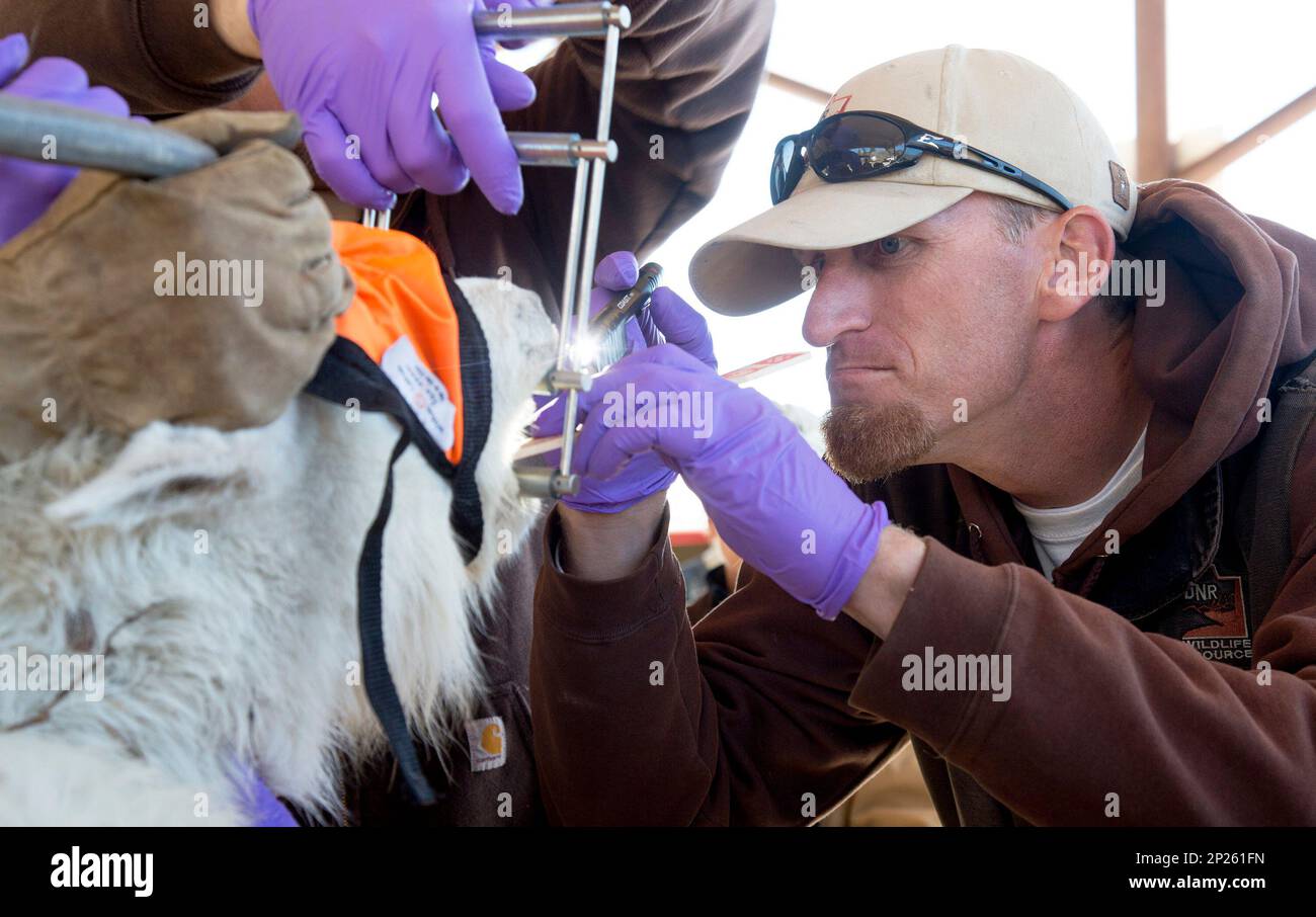 This photo taken Monday, Oct. 26, 2015, shows Jim Christensen swabbing ...