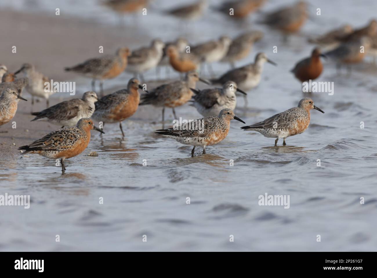 Red knot bird usa hi-res stock photography and images - Alamy