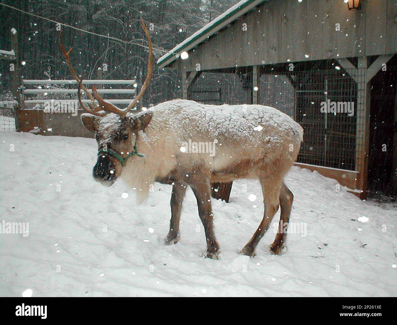 This undated photo provided by Kyle Wilson shows a reindeer on his farm ...