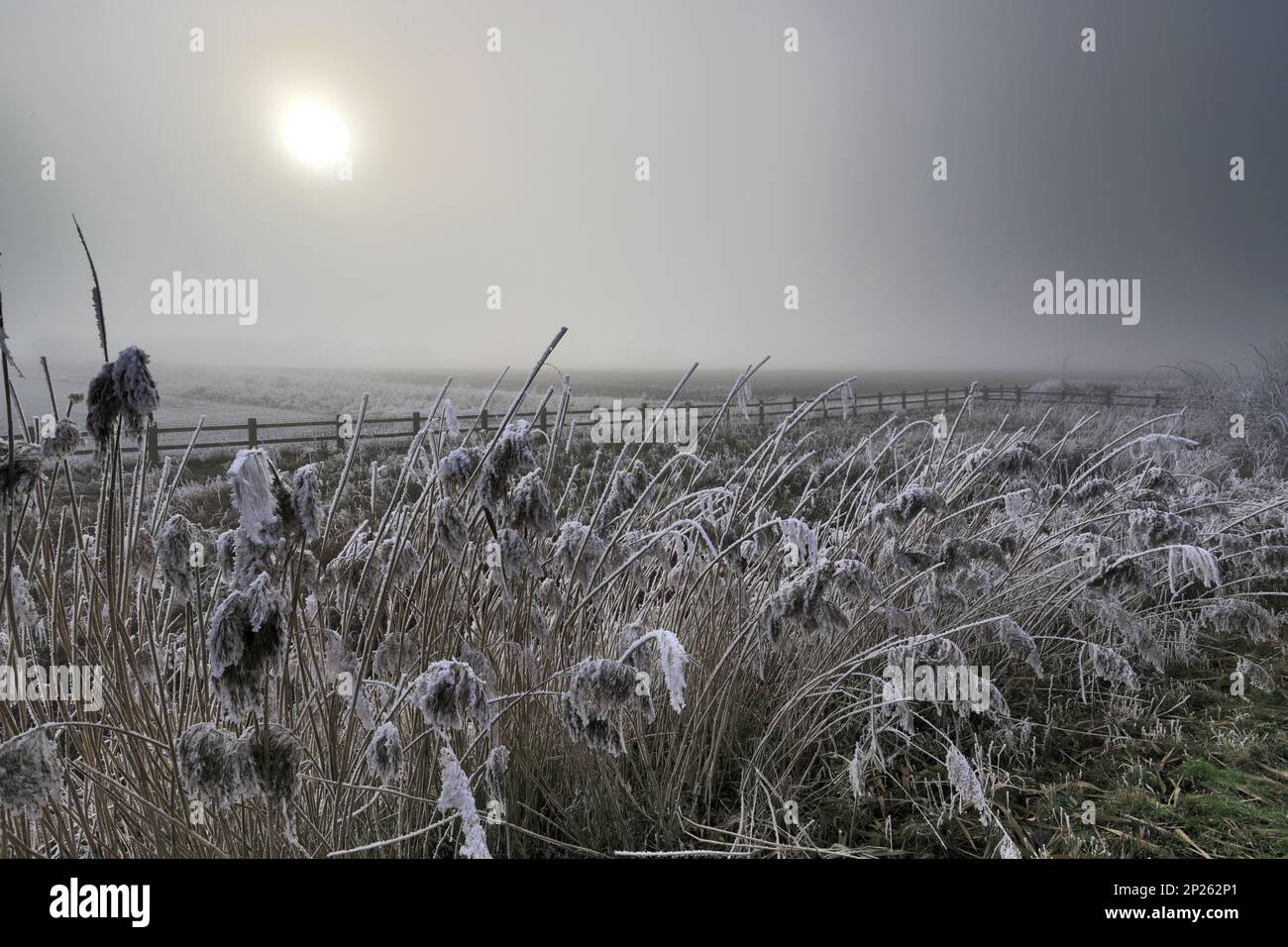 Winter frost over trees and fields near Ely City, Cambridgeshire ...