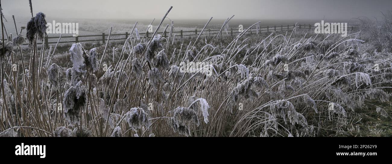 Winter frost over trees and fields near Ely City, Cambridgeshire ...