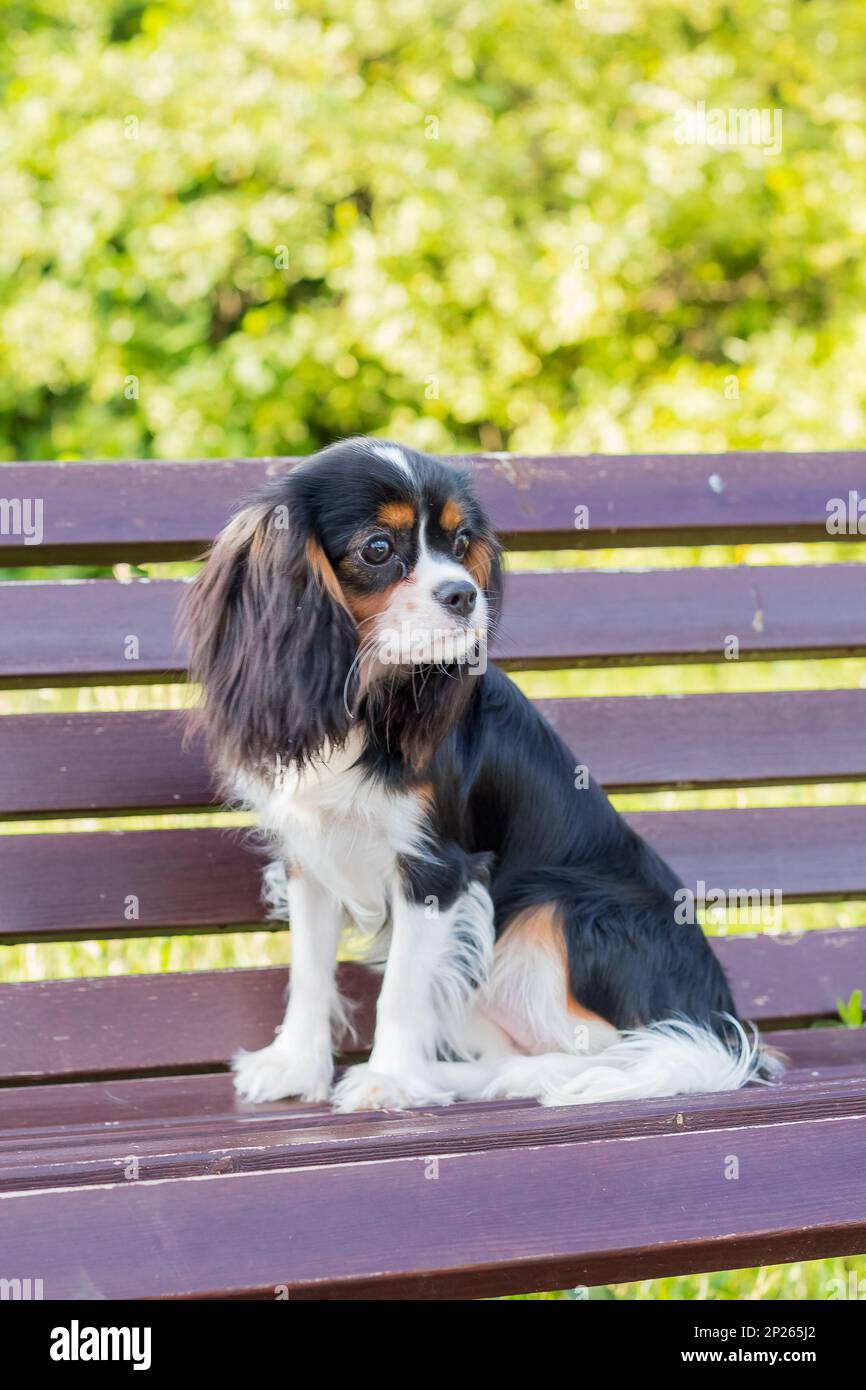tricolor Dog on bench. Cavalier king charles spaniel in park. puppy ...