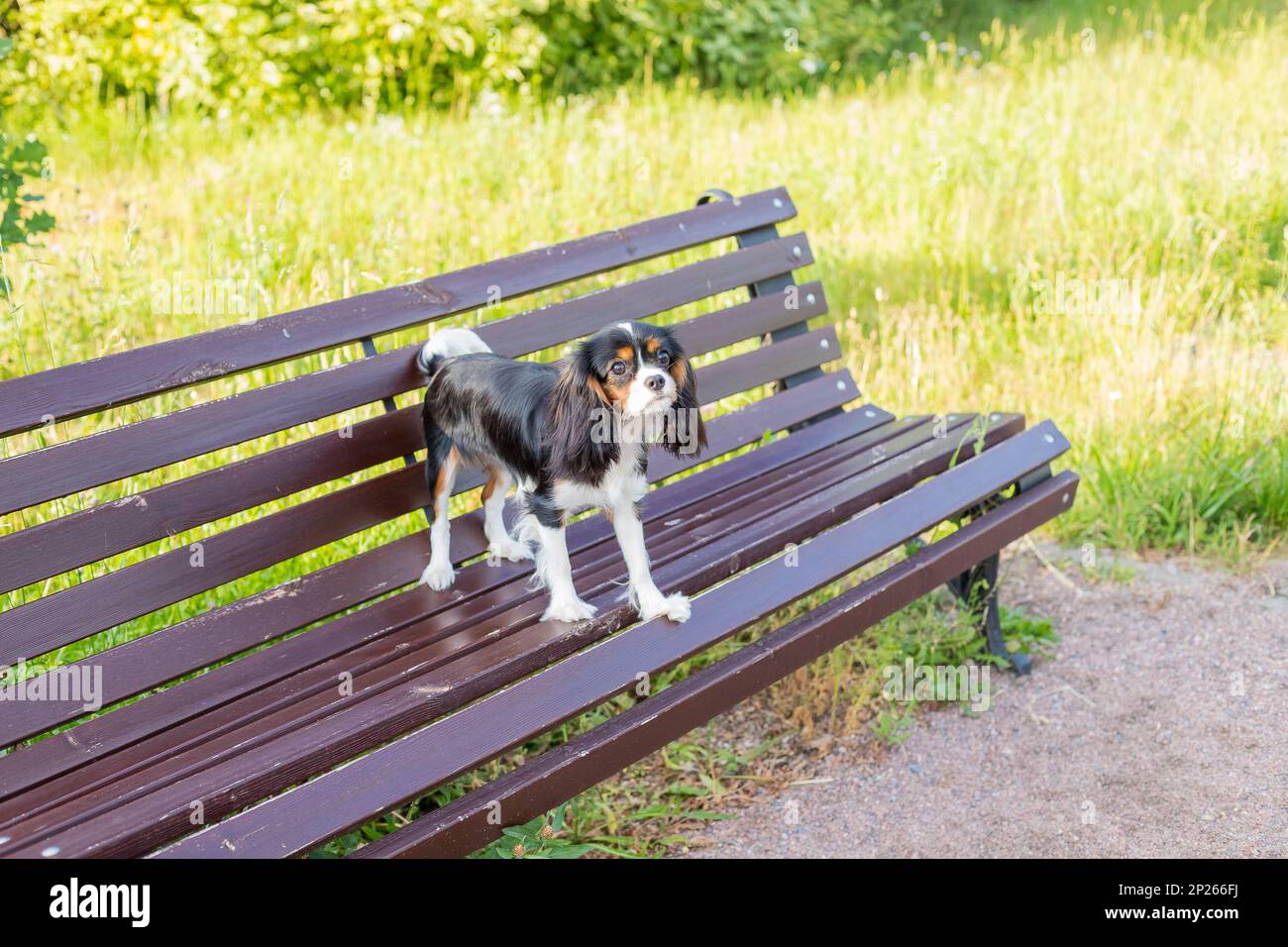 tricolor Dog on bench. Cavalier king charles spaniel in park. puppy ...
