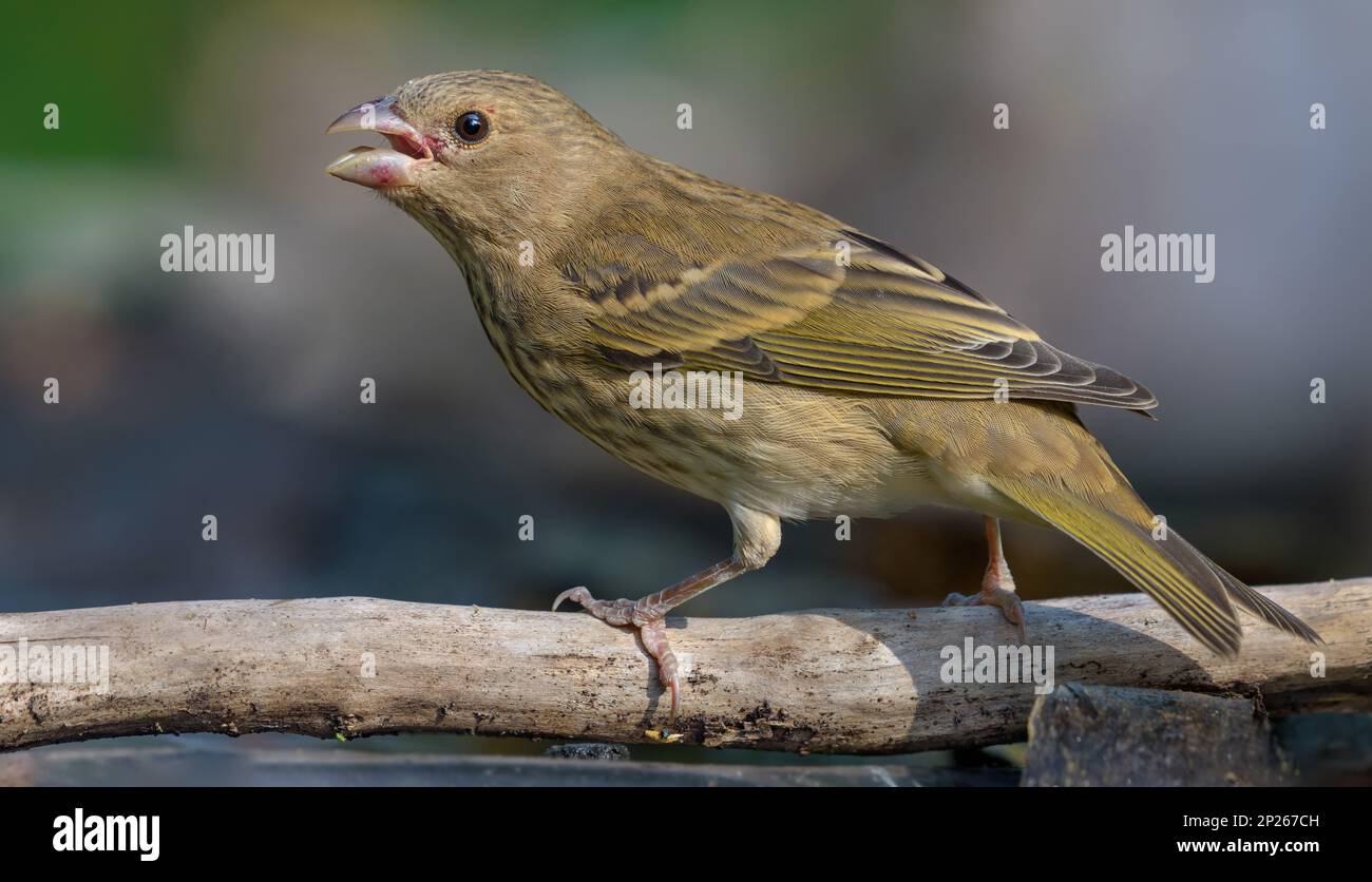 Small finches hi-res stock photography and images - Alamy