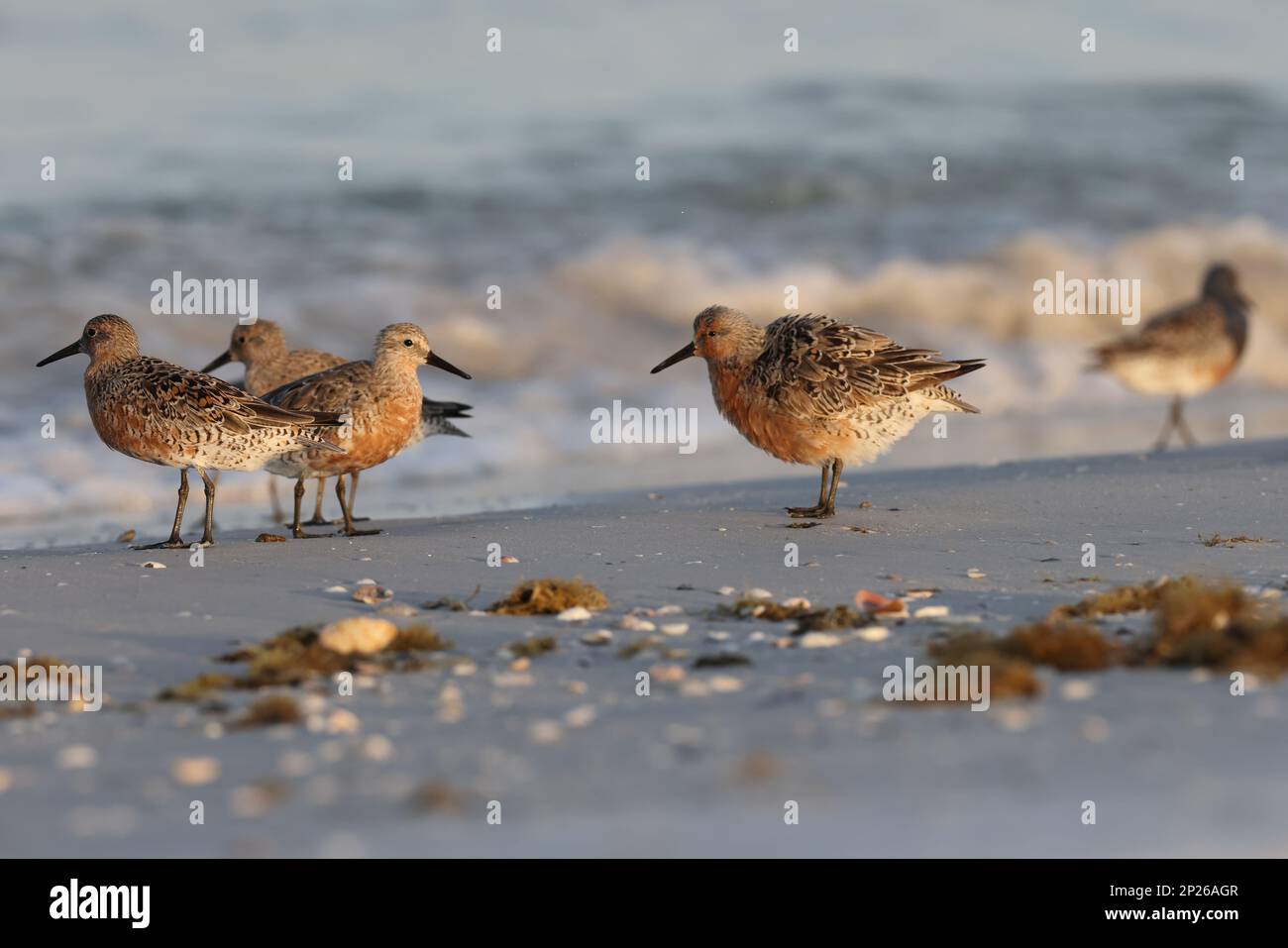 Red knot bird usa hi-res stock photography and images - Alamy
