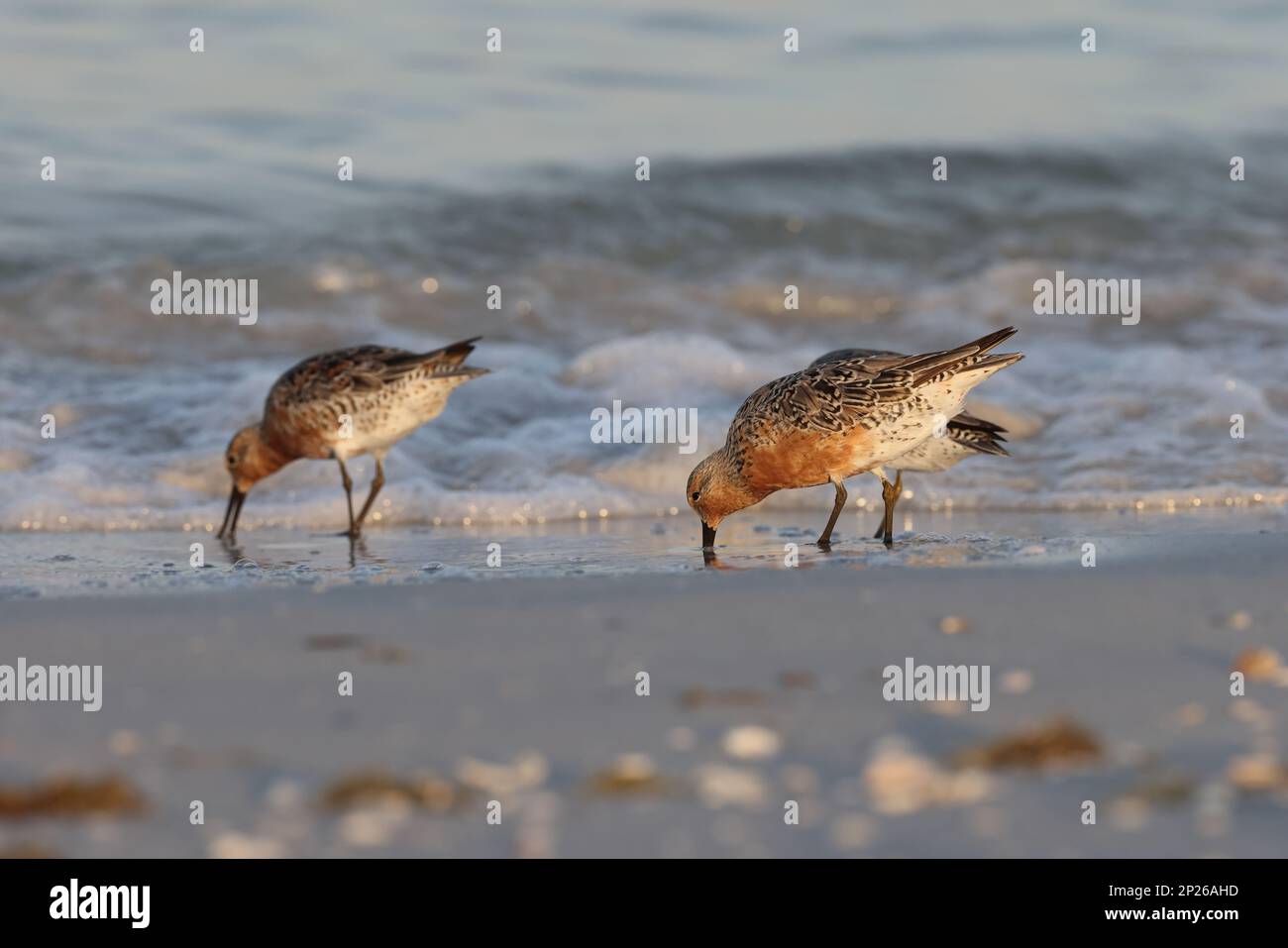 Red knot bird usa hi-res stock photography and images - Alamy