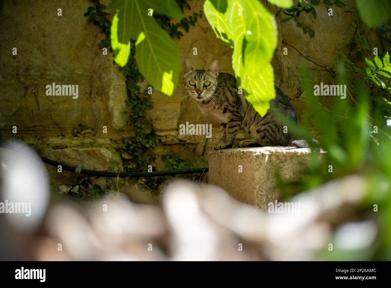 Grey and Black Striped Cat Stares at the Lens Trough Vegetation in a ...