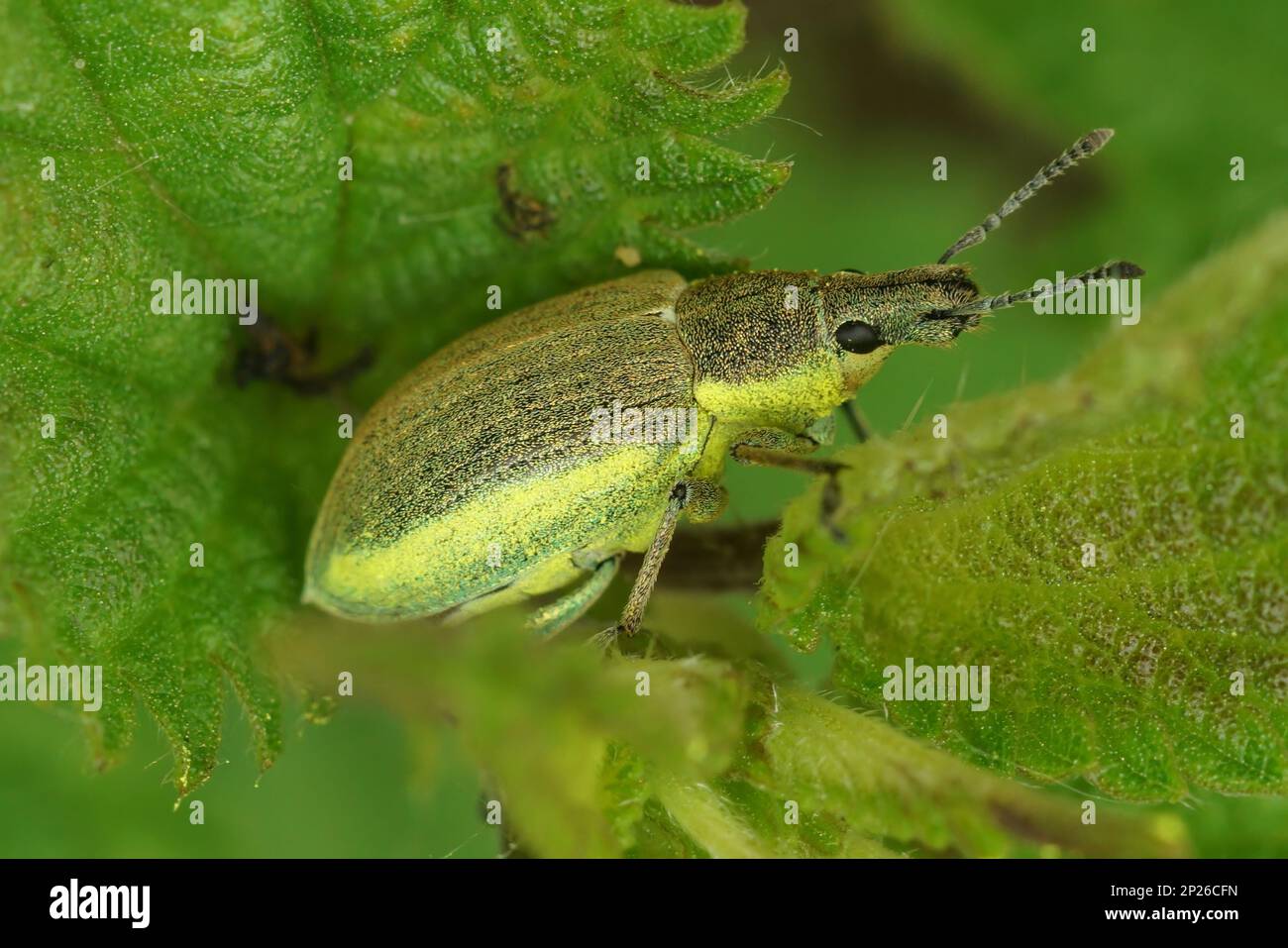 Natural closeup on a green-colored weevil, Chlorophanus viridis, hiding ...