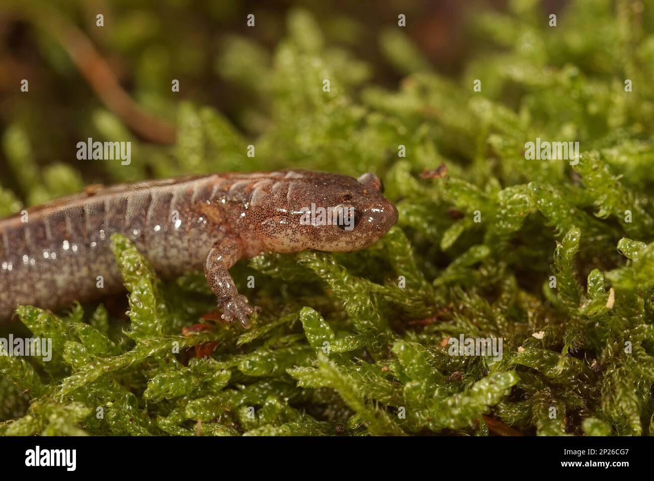 Detailed facial closeup on an adult North american Eastern red backed ...