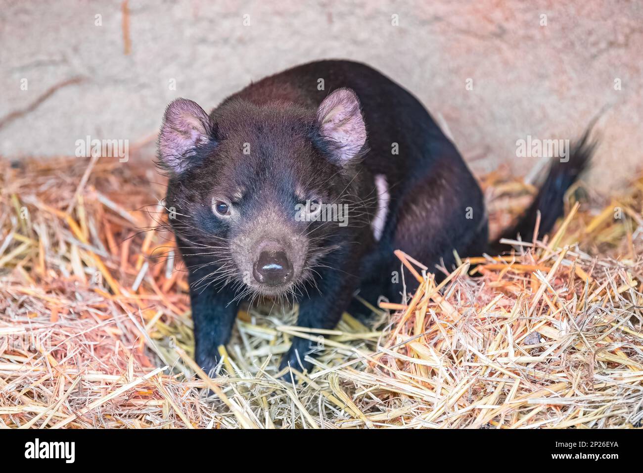 A Tasmanian devil, Sarcophilus harrisii, funny animal Stock Photo - Alamy