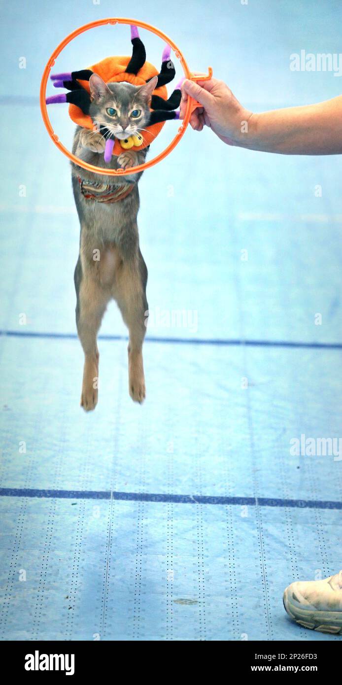 Racy Mooner, a trained Abyssinian cat, wears a halloween costume as she ...