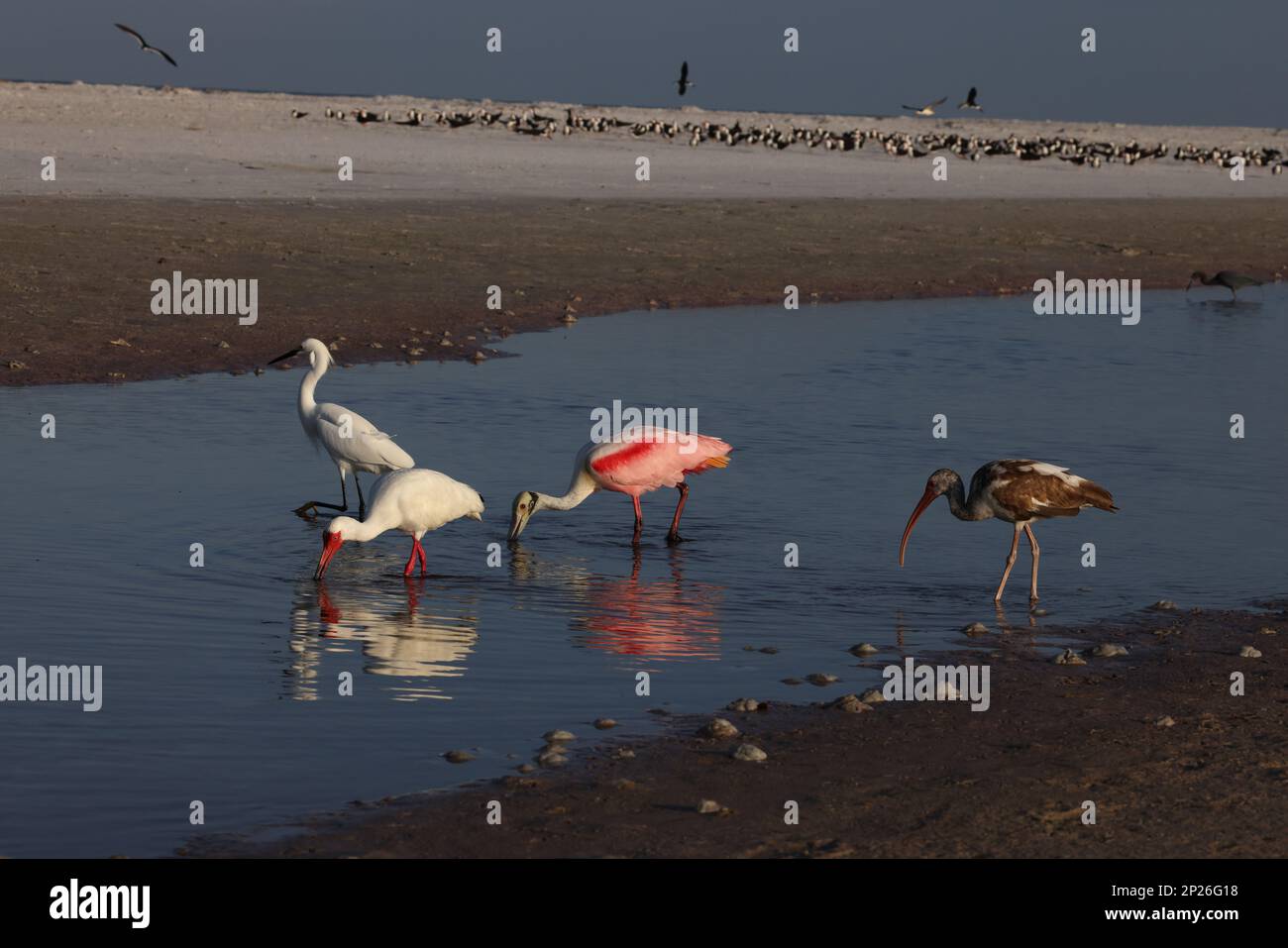 herons in a tidal pool Fort De Soto Park Florida USA Stock Photo - Alamy