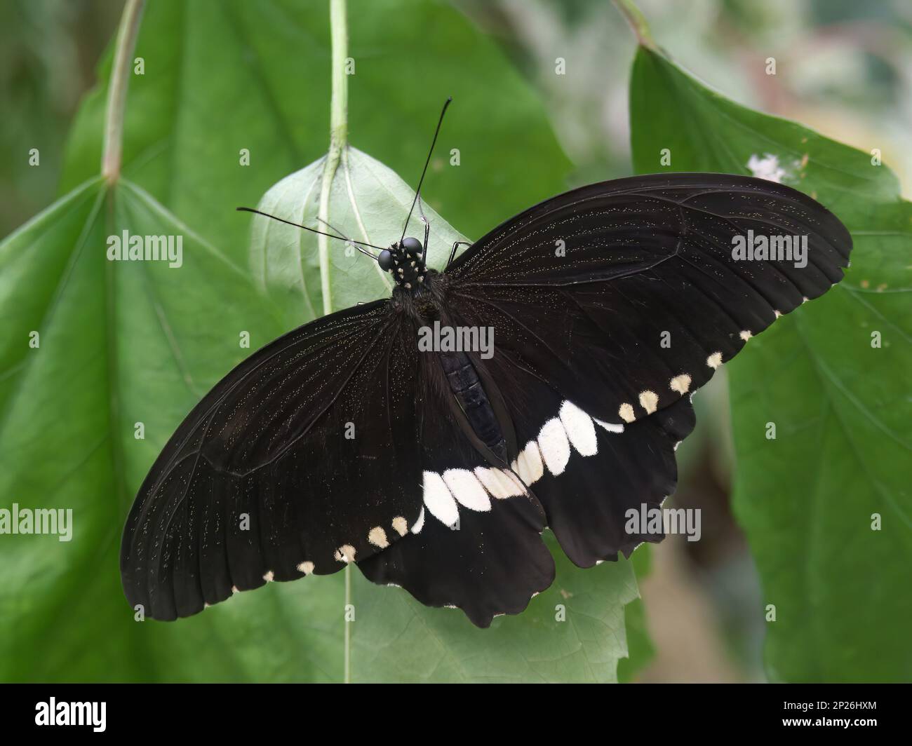 Detailed closeup on a fresh emerged black and white common raven ...