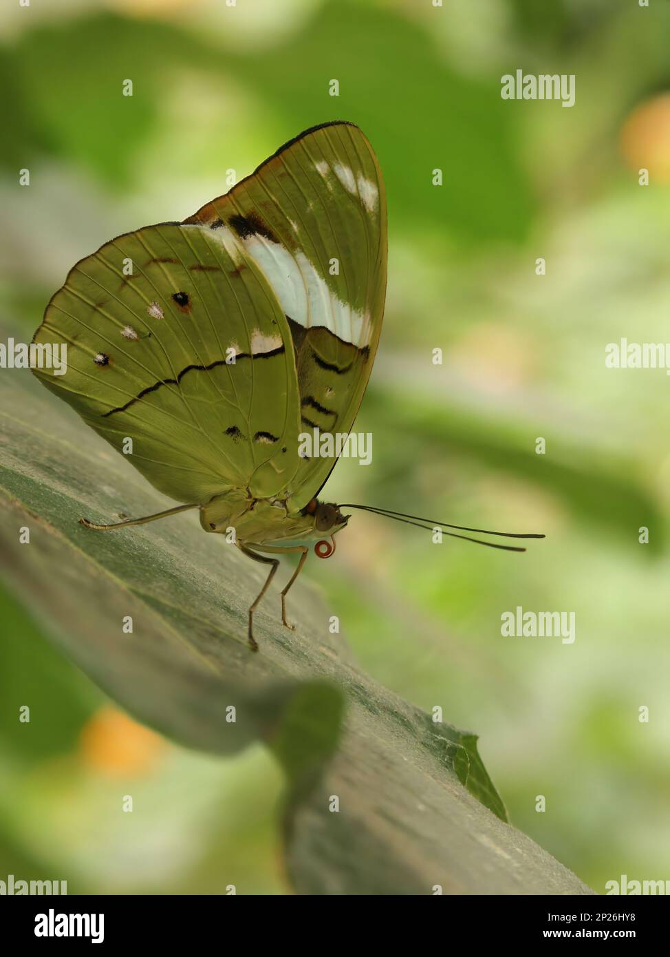 Obrinus hi-res stock photography and images - Alamy