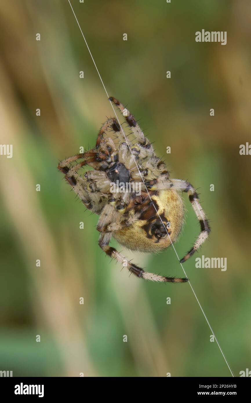 Natural vertical closeup on a hairy The Four Spot Orb Weaver, Araneus ...