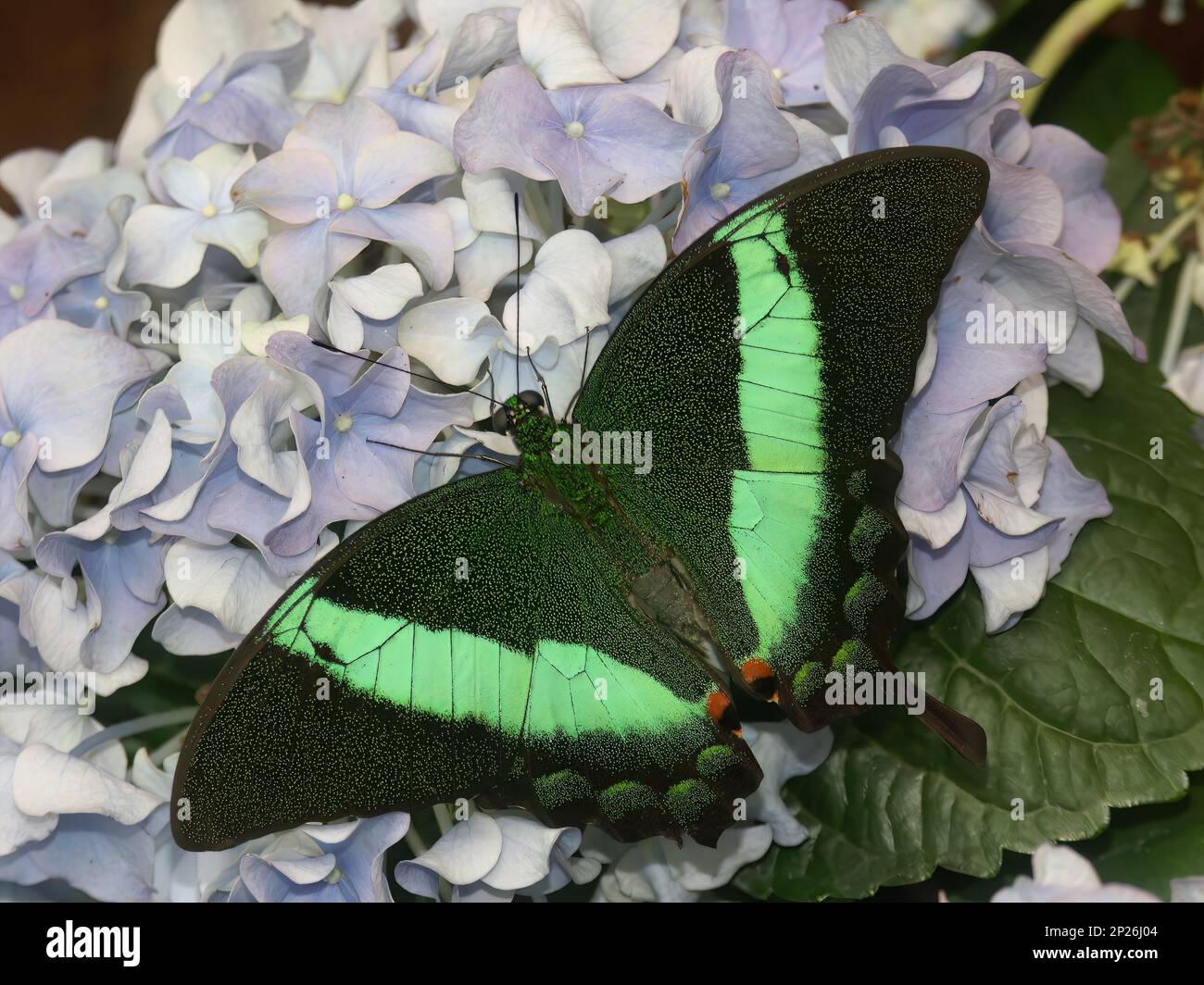 Natural colorful closeup on the tropical Green Banded Peacock butterfly ...