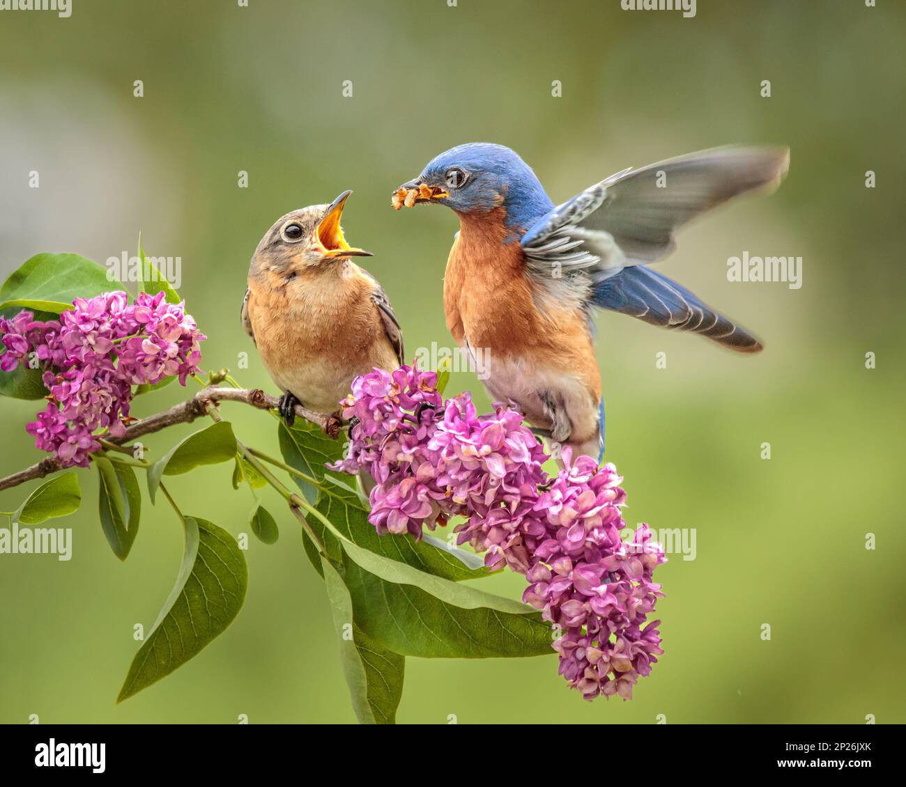 Courtship male spring love feeding wildlife hi-res stock photography ...