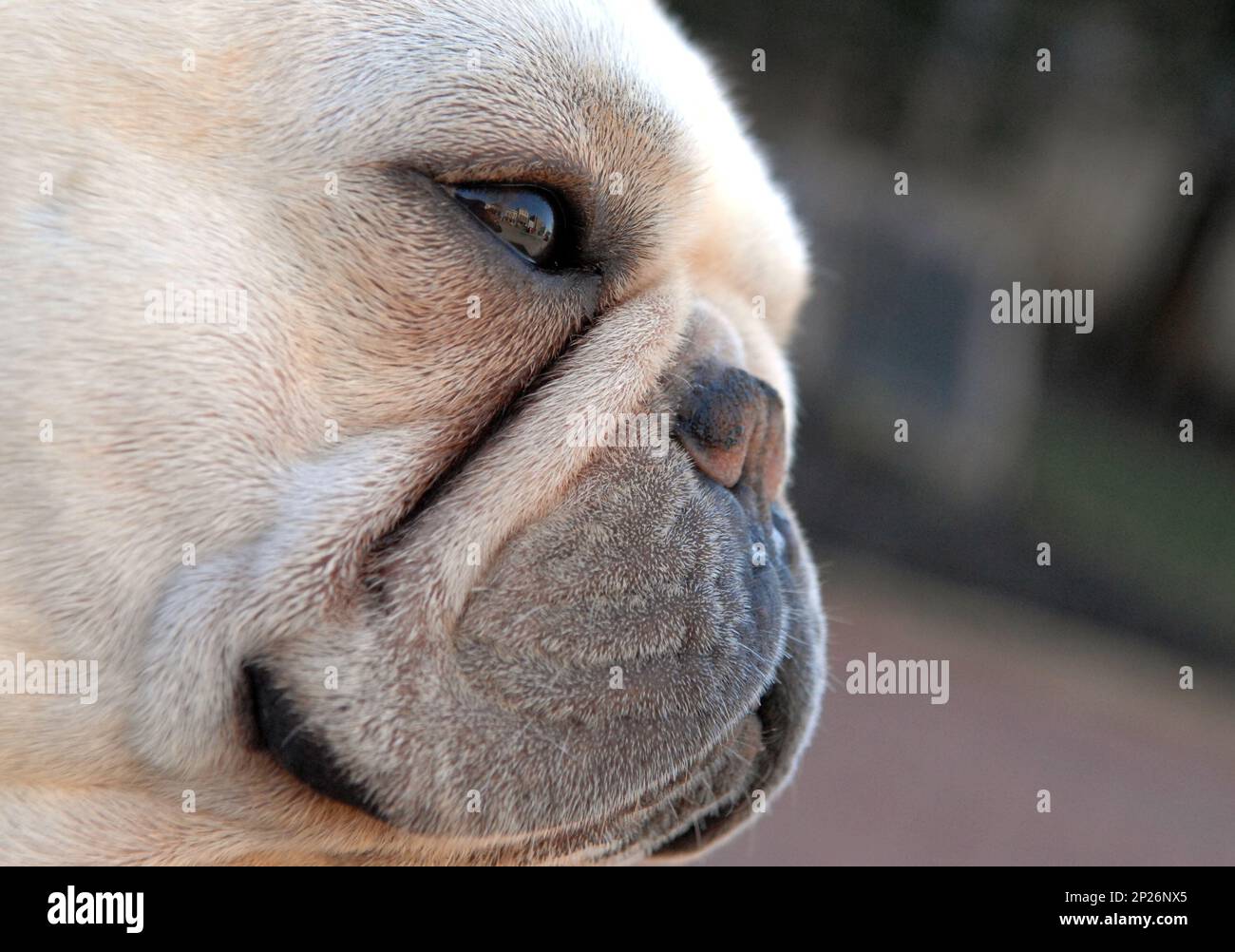 Westminster Dog Show best of breed winner, French bulldog "Wishbone ...