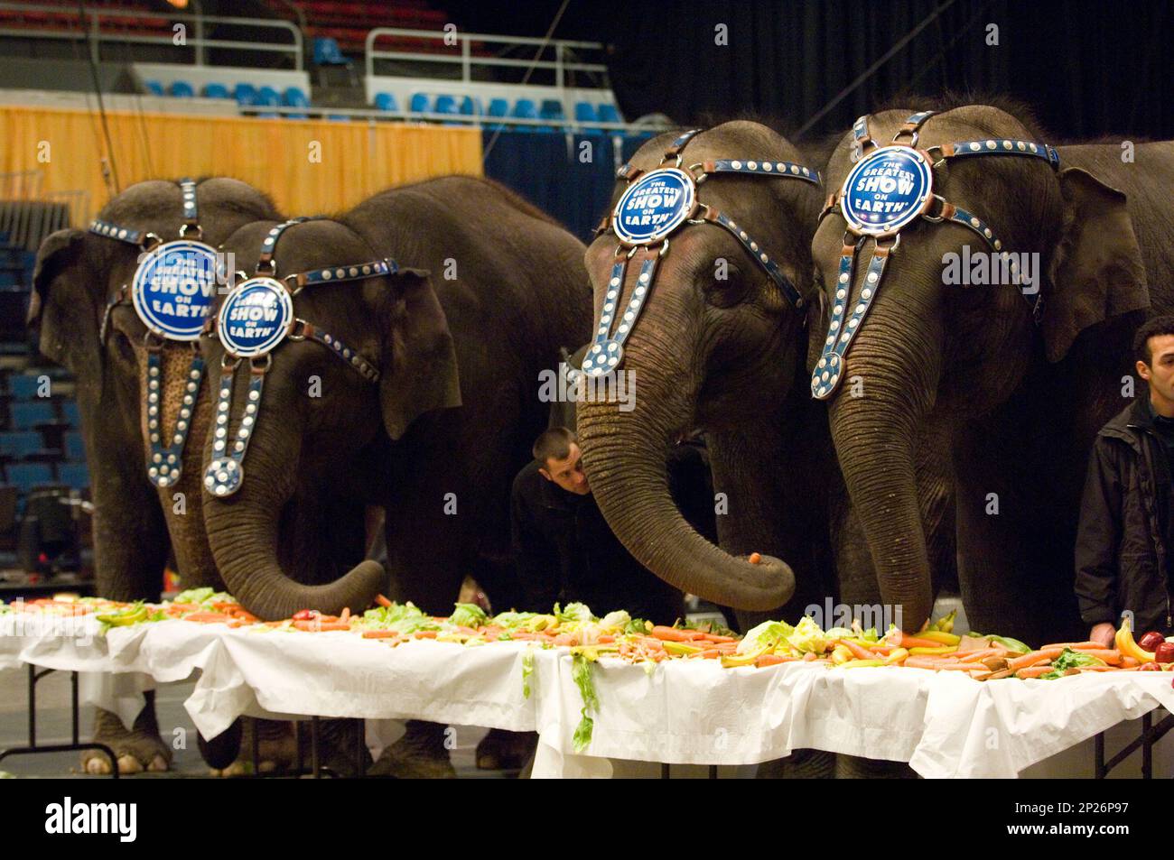 Ringling Brothers and Barnum & Bailey elephants have brunch at the D. C ...