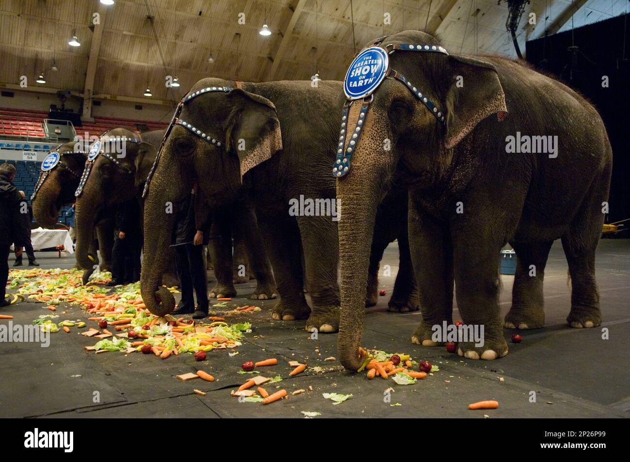 Ringling Brothers and Barnum & Bailey elephants have brunch at the D. C ...