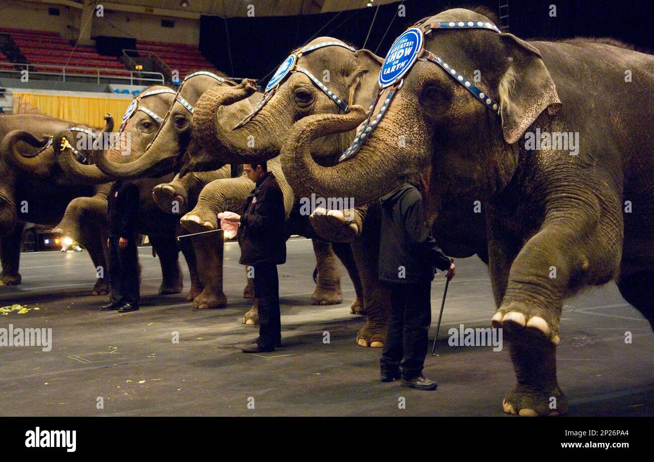 Ringling Brothers and Barnum & Bailey elephants have brunch at the D. C ...