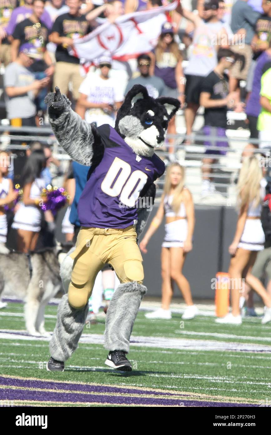 SEP 12, 2015: University of Washington mascot Harry vs Sacramento State ...