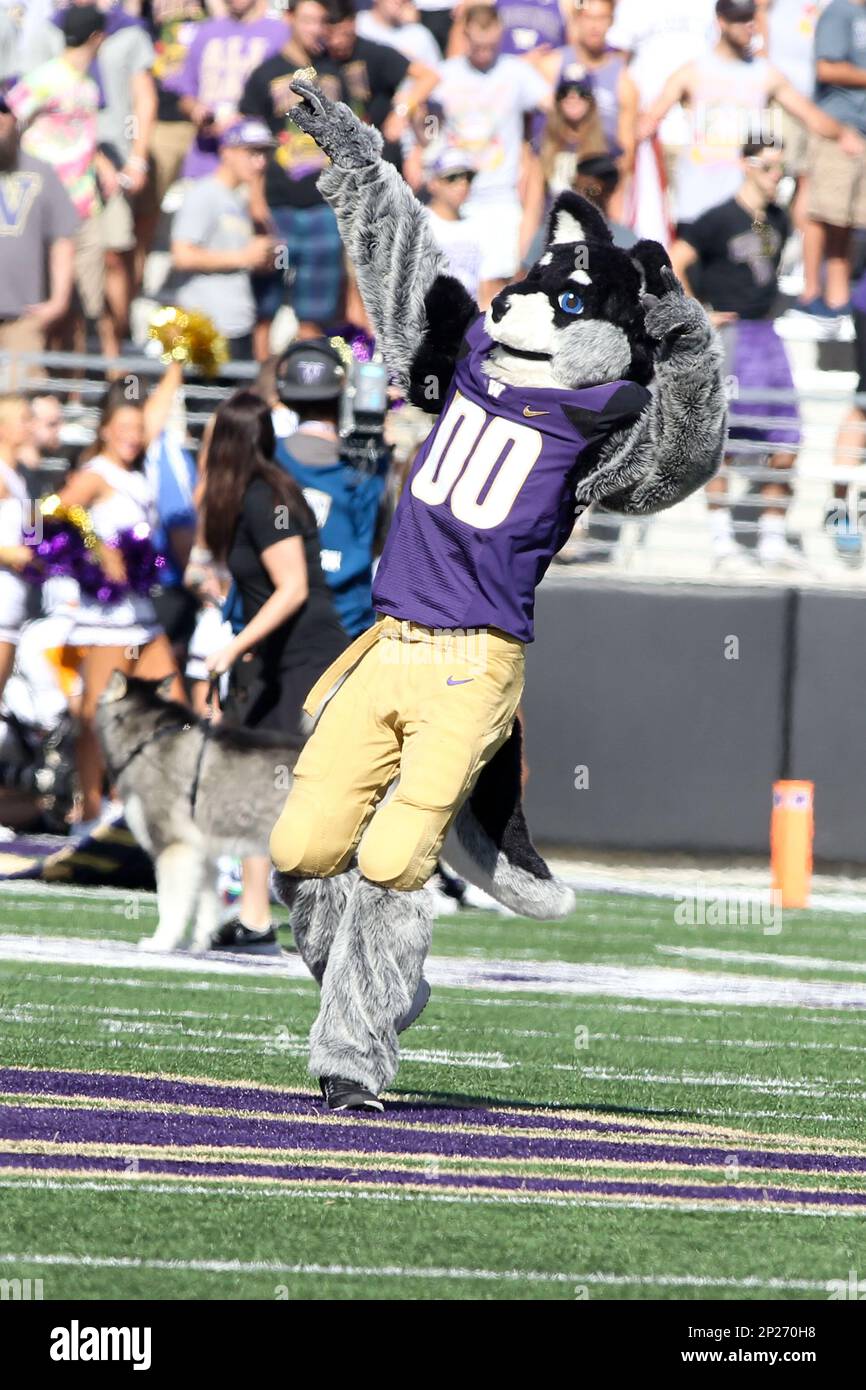 SEP 12, 2015: University of Washington mascot Harry vs Sacramento State ...