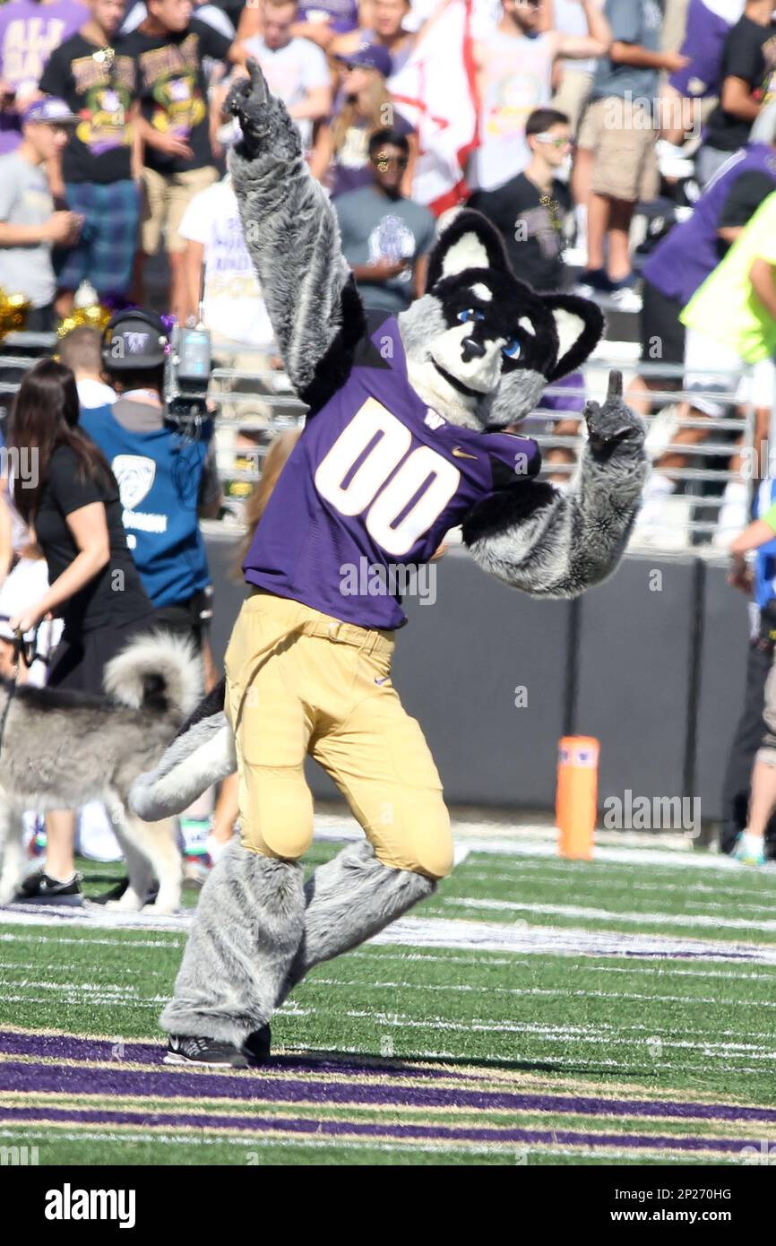 SEP 12, 2015: University of Washington mascot Harry vs Sacramento State ...