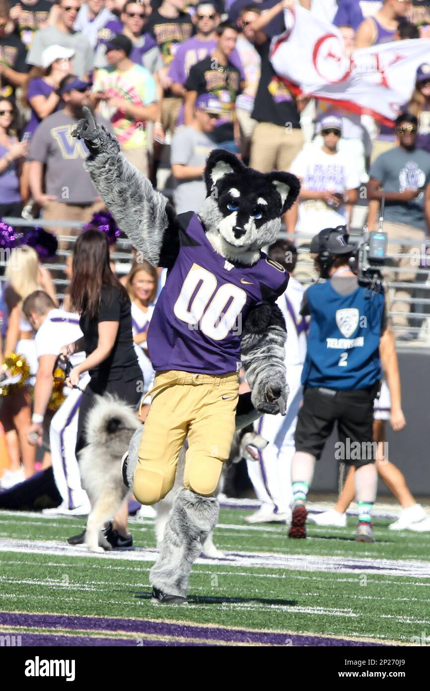 SEP 12, 2015: University of Washington mascot Harry vs Sacramento State ...