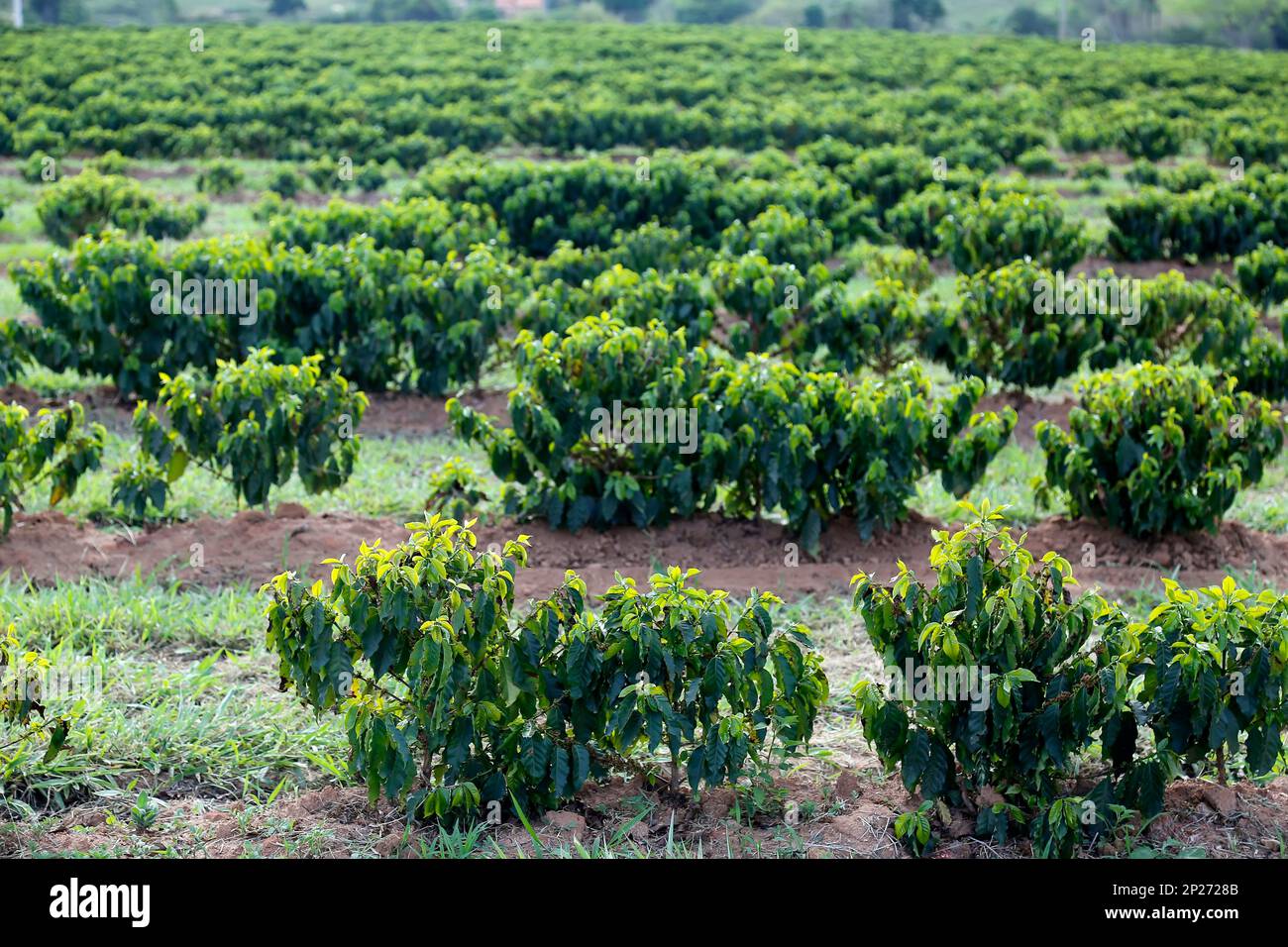 View farm with coffee plantation - early stage farming in Brazil - Cafe ...