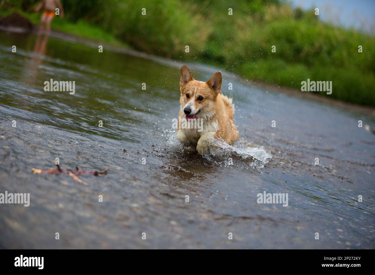 Corgi dog running on water in river a catching stick. Summer Stock ...