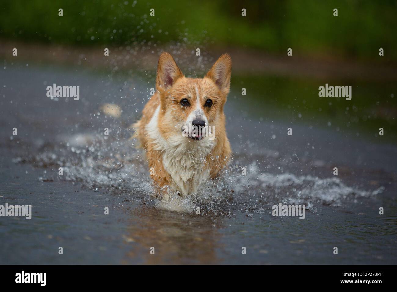 Corgi dog running on water in river a catching stick. Summer Stock ...