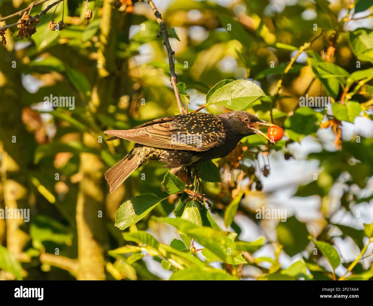 A starlings eat the harvest of sweet cherry Stock Photo - Alamy