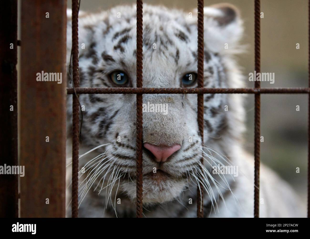 A white Bengal tiger cub is seen in her enclosure at a private zoo in ...