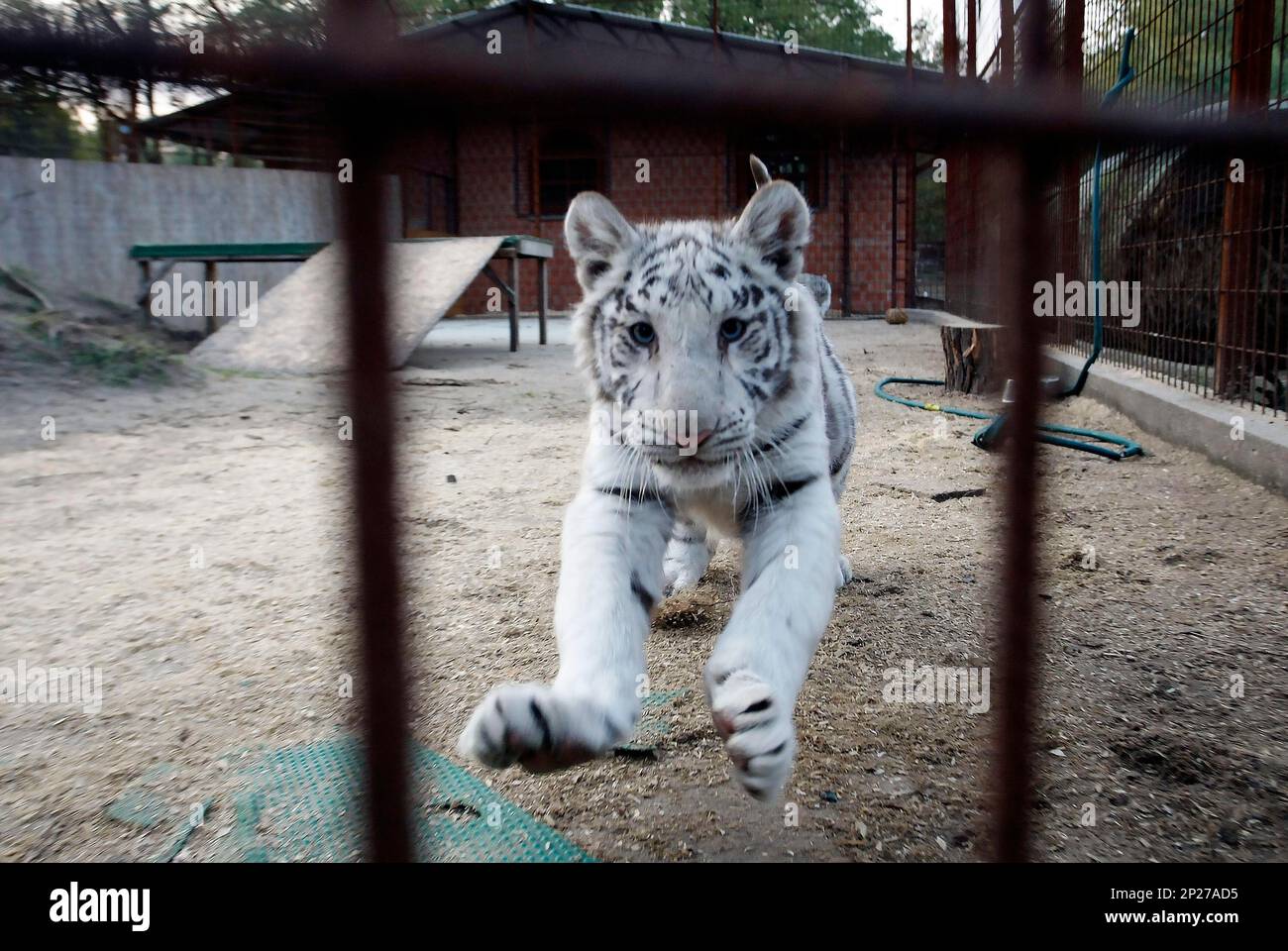 A white Bengal tiger cub is seen in her enclosure at a private zoo in ...