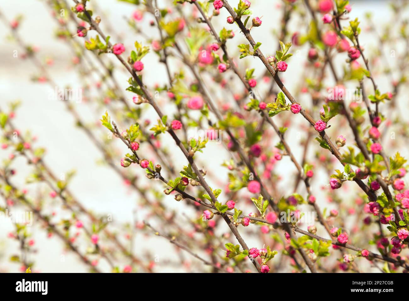 Romantic blooming bush branches in spring blurry close-up background ...