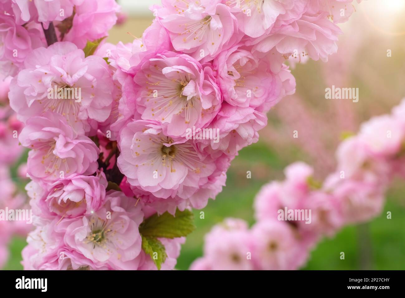 Sakura, pink cherry blossom tree branch close up in garden. Spring ...