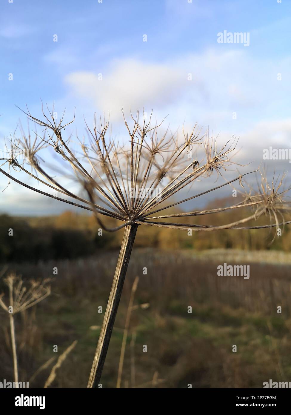 Detail of a giant hogweed stem in winter Stock Photo - Alamy